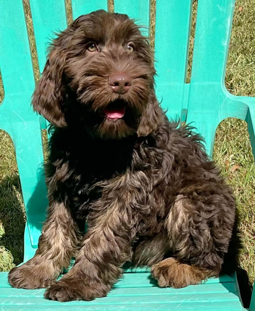 Our Puppies - Royal Diamond Labradoodles