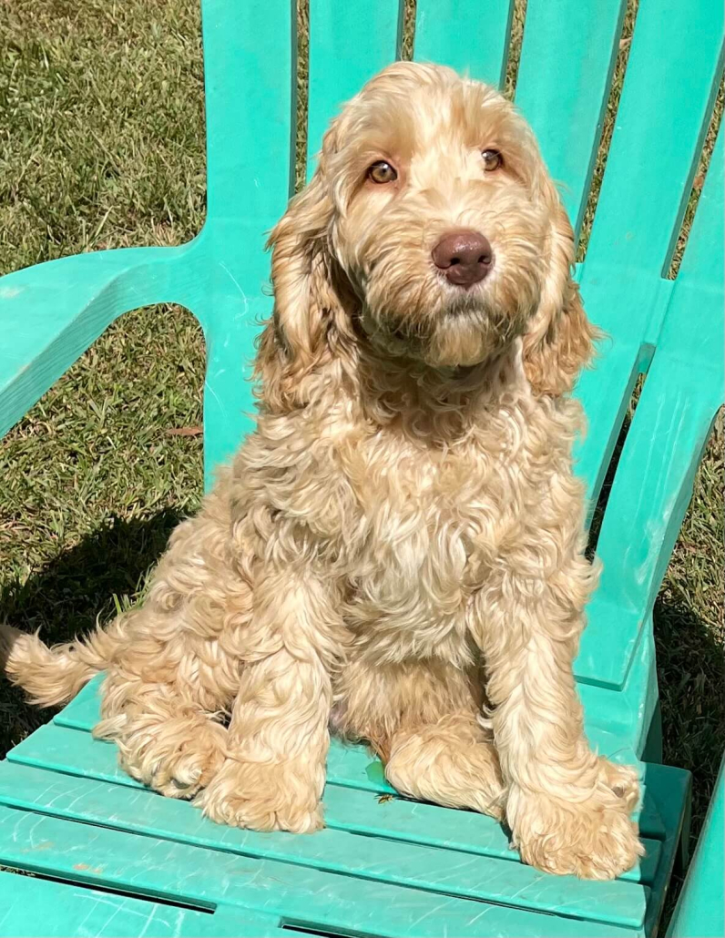 Our Puppies - Royal Diamond Labradoodles