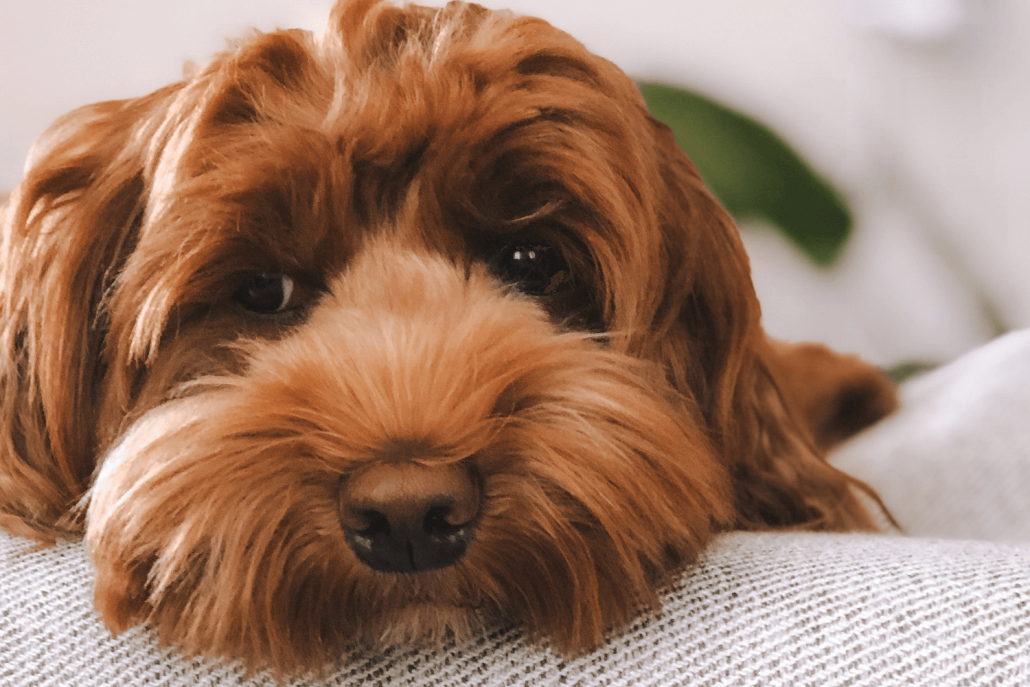 Unlocking the Wonders of the Australian Labradoodle Size: An In-depth ...