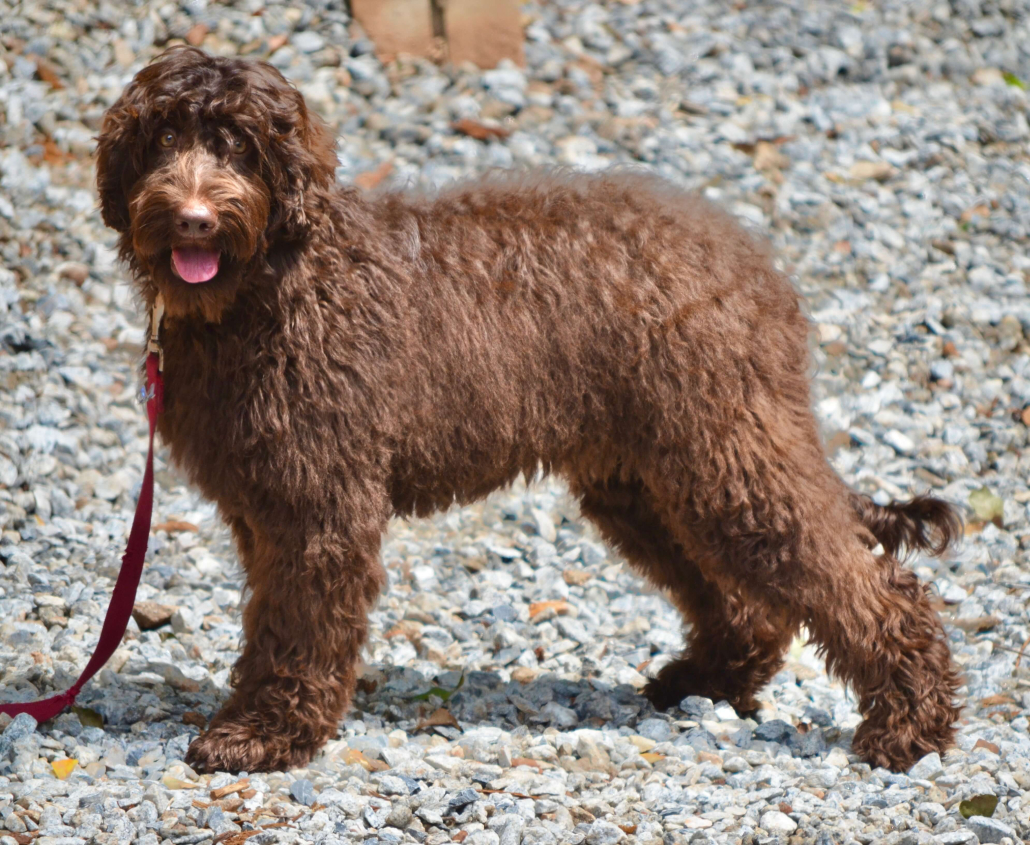 Our Puppies - Royal Diamond Labradoodles