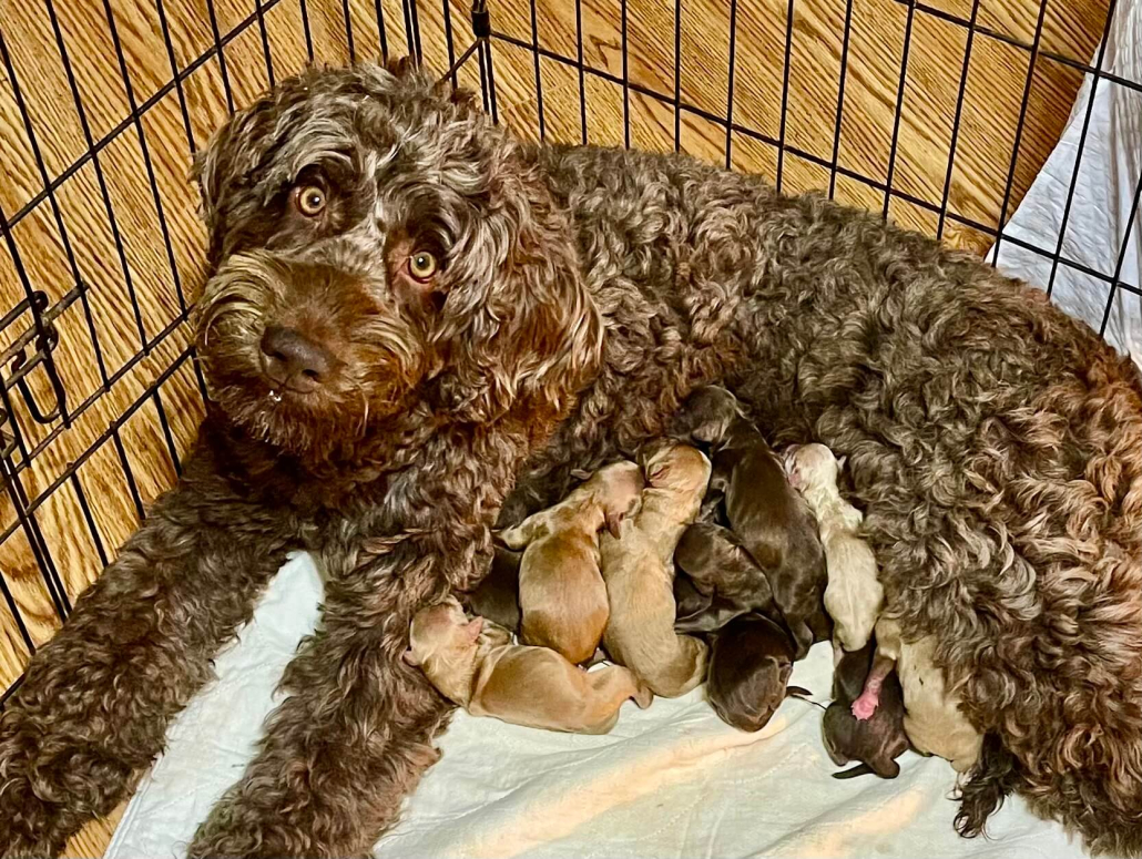 Our Puppies - Royal Diamond Labradoodles