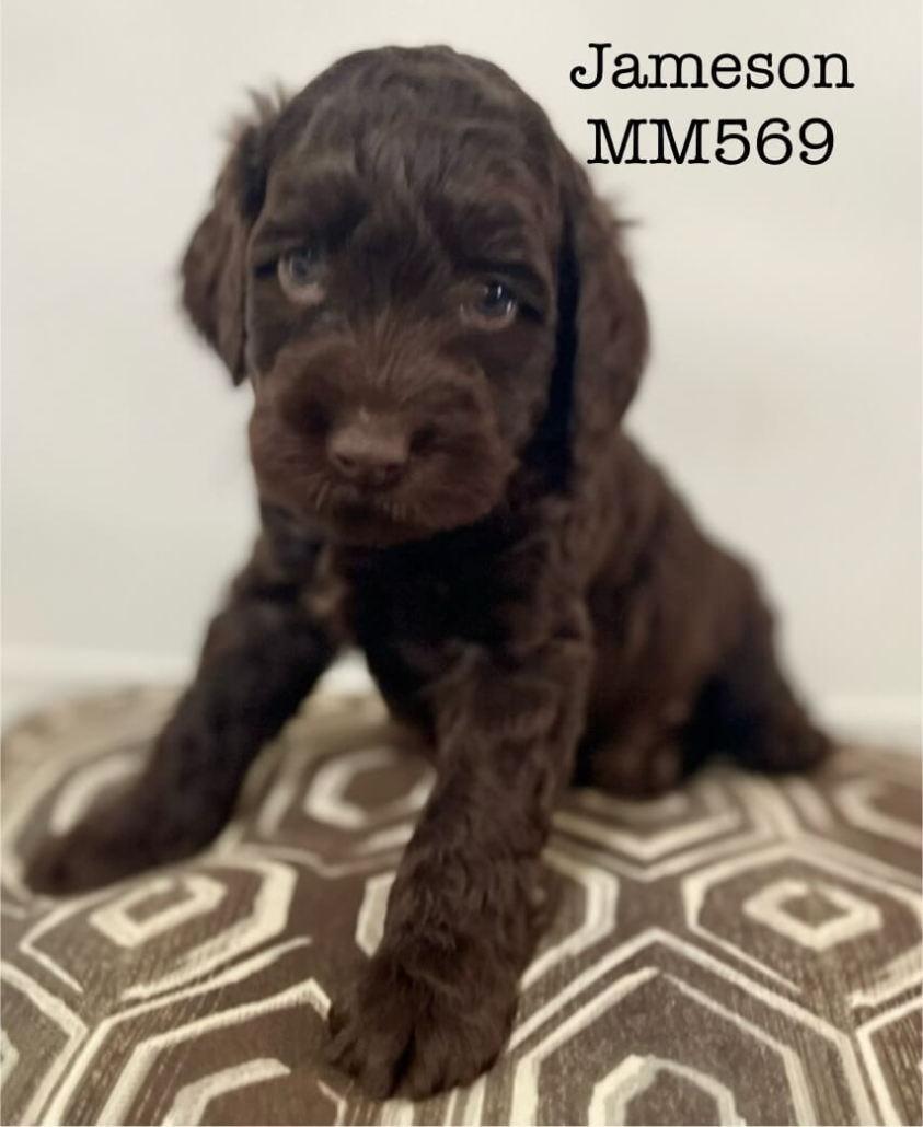 Our Puppies - Royal Diamond Labradoodles