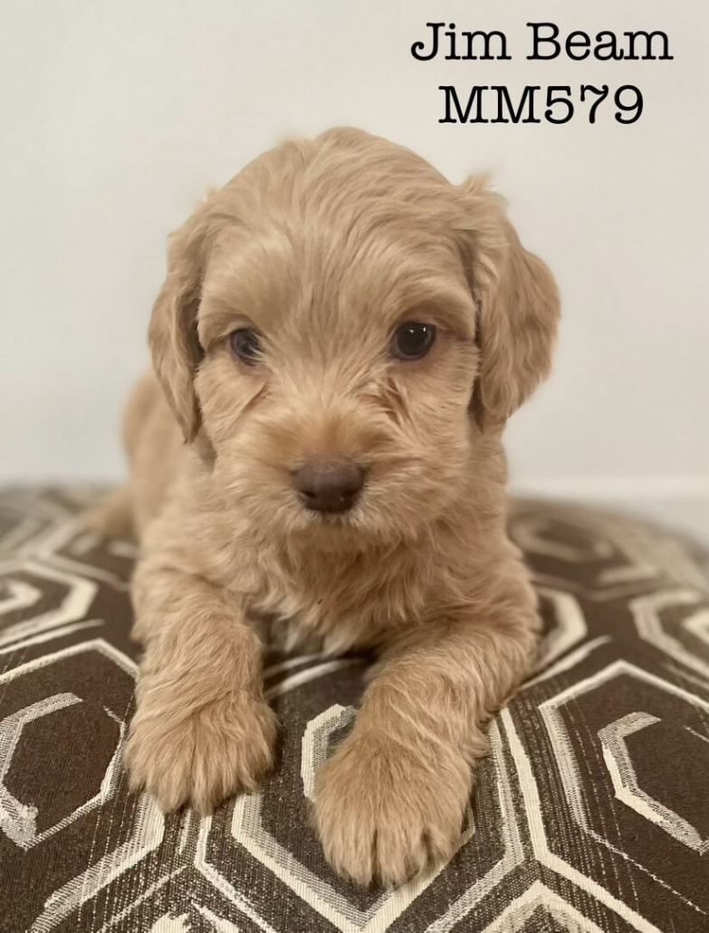 Our Puppies - Royal Diamond Labradoodles