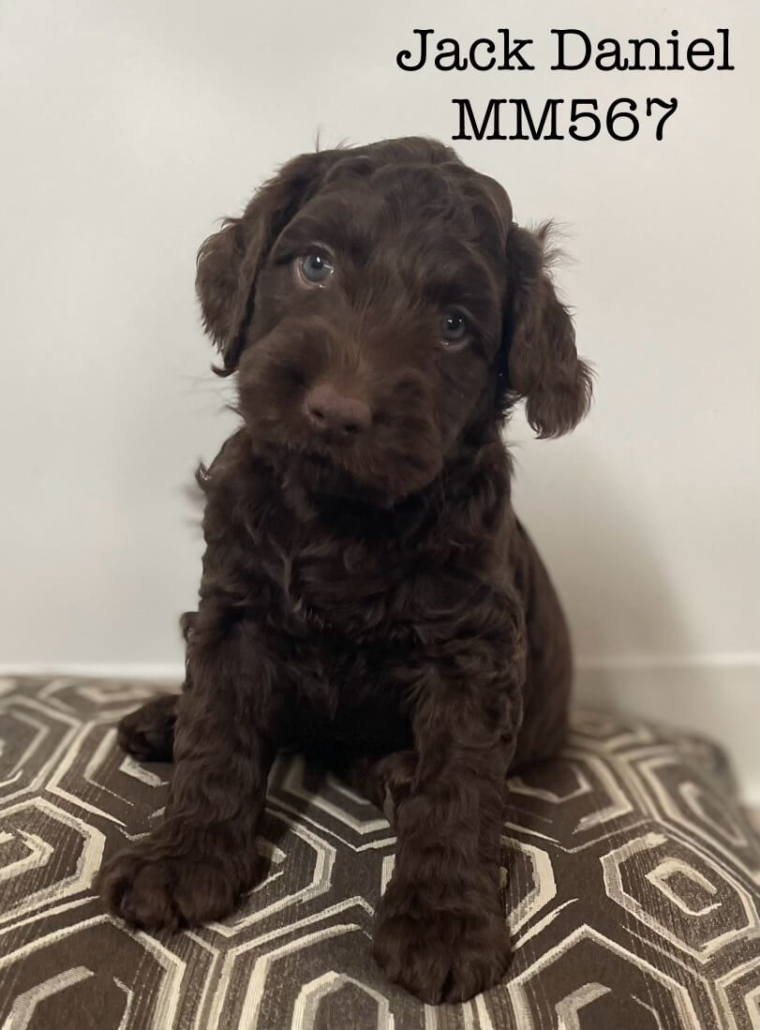 Our Puppies - Royal Diamond Labradoodles