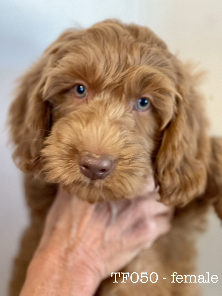 Our Puppies - Royal Diamond Labradoodles