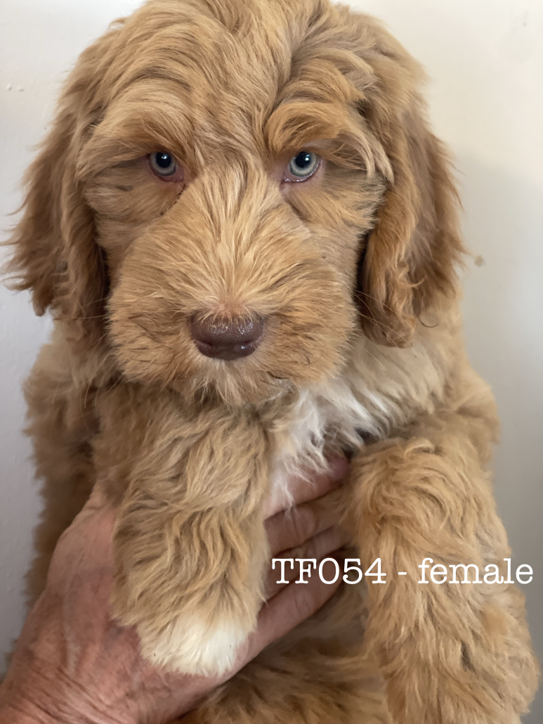 Our Puppies - Royal Diamond Labradoodles