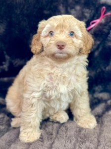 Our Puppies - Royal Diamond Labradoodles